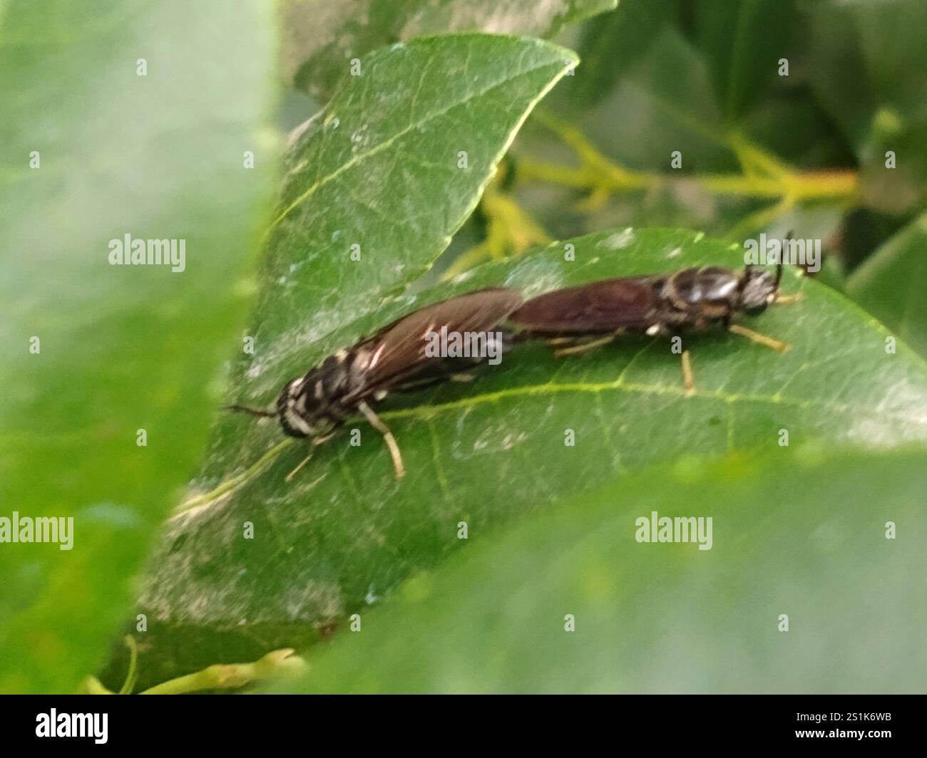 Black Soldier Fly (Hermetia illucens Stock Photo - Alamy