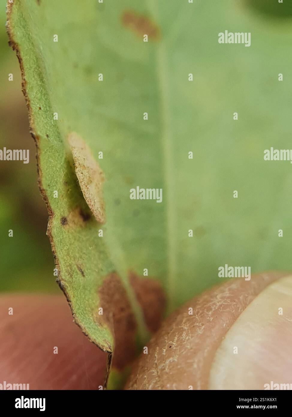Common Spangle Gall Wasp (Neuroterus quercusbaccarum Stock Photo - Alamy