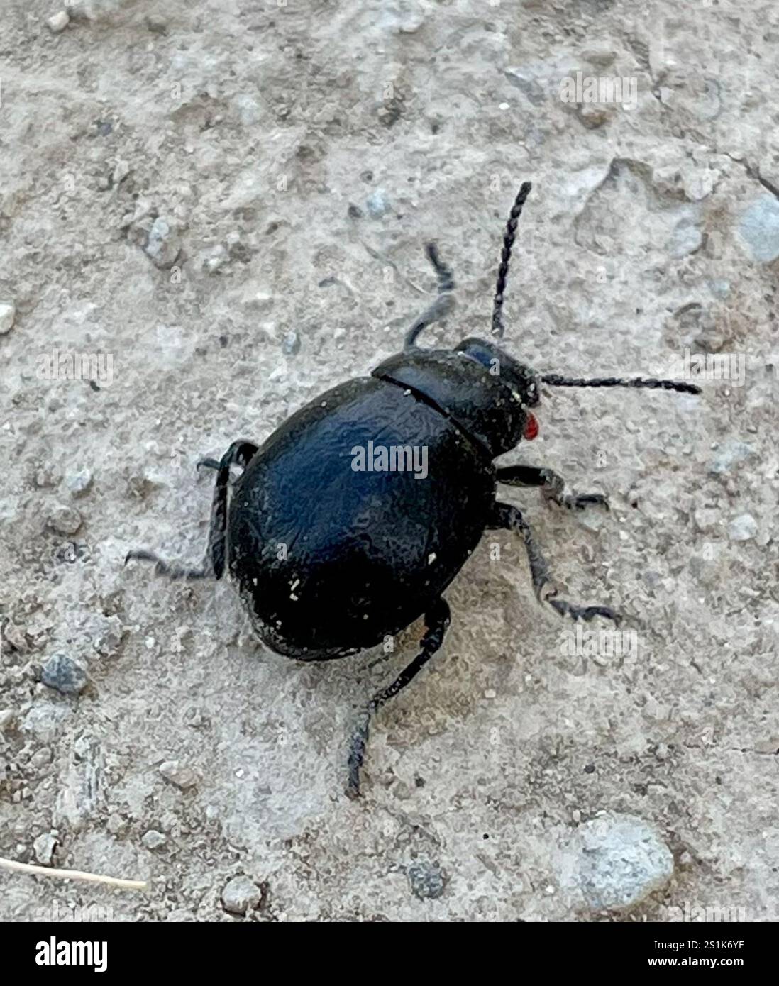 Lesser Bloody-nosed Beetle (Timarcha goettingensis Stock Photo - Alamy