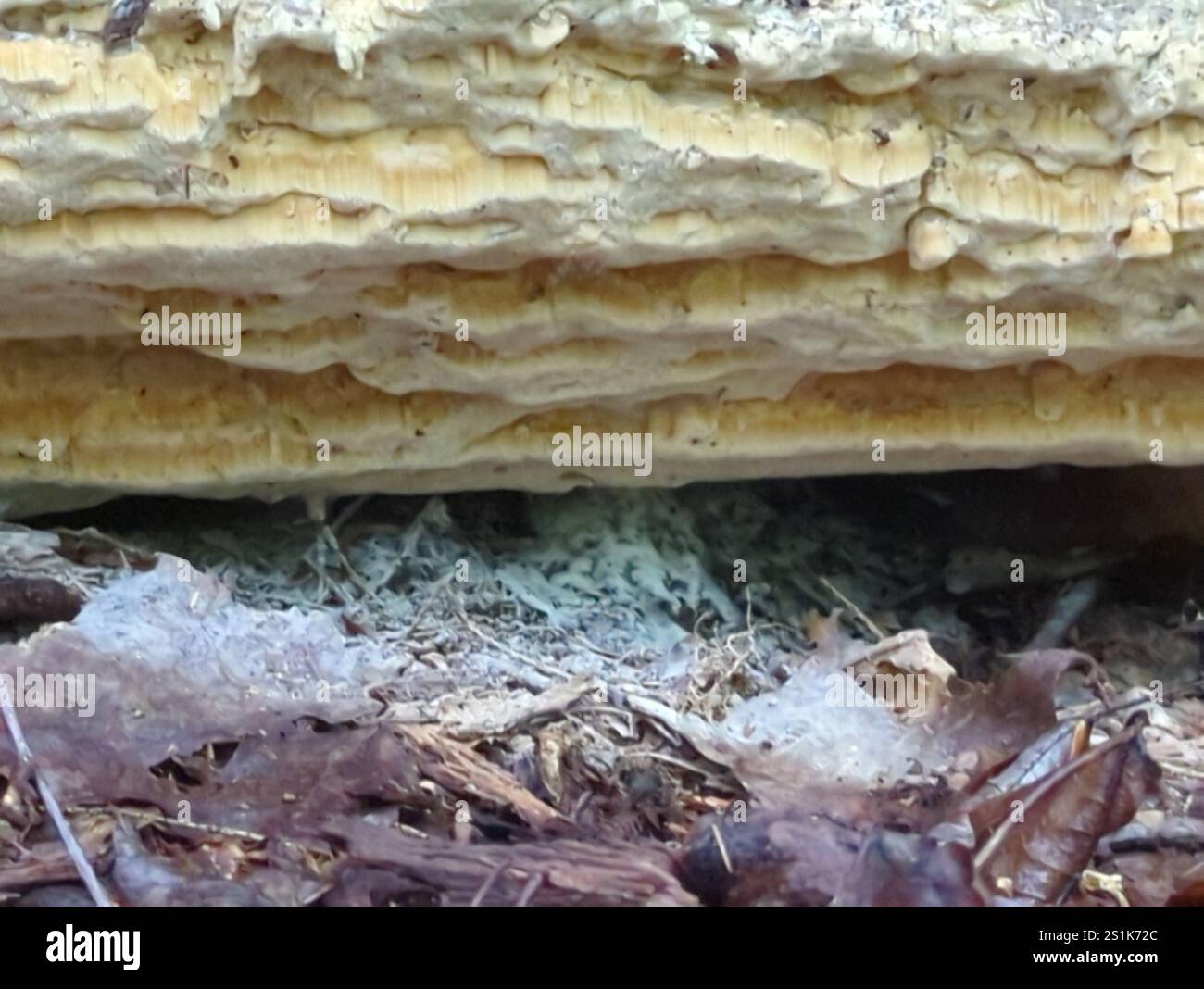 shelf fungi (Polyporales Stock Photo - Alamy