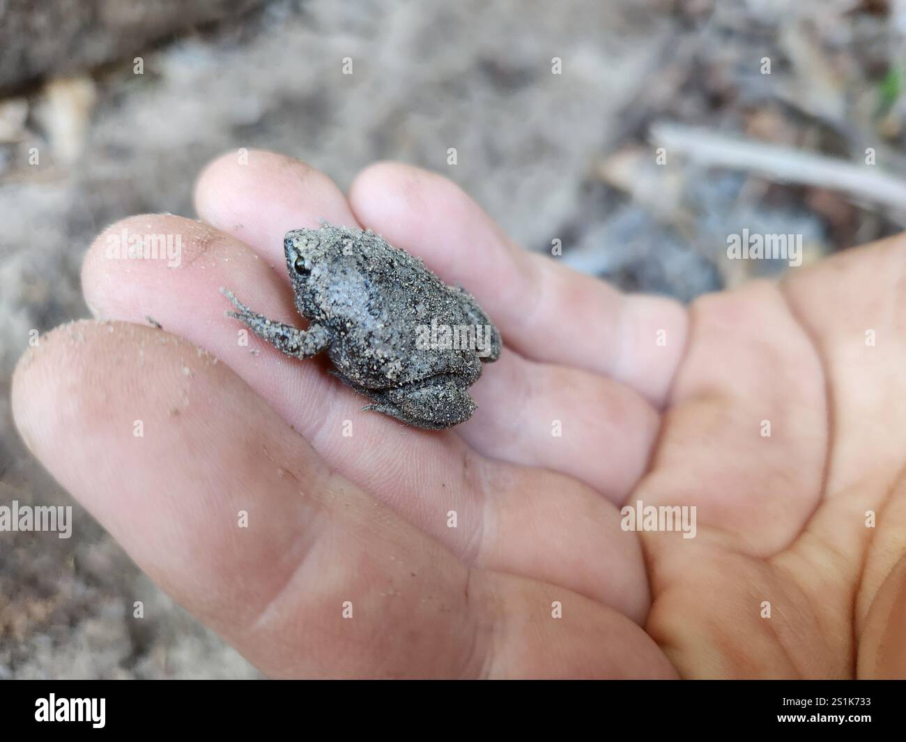 Eastern Narrow-mouthed Toad (Gastrophryne carolinensis Stock Photo - Alamy