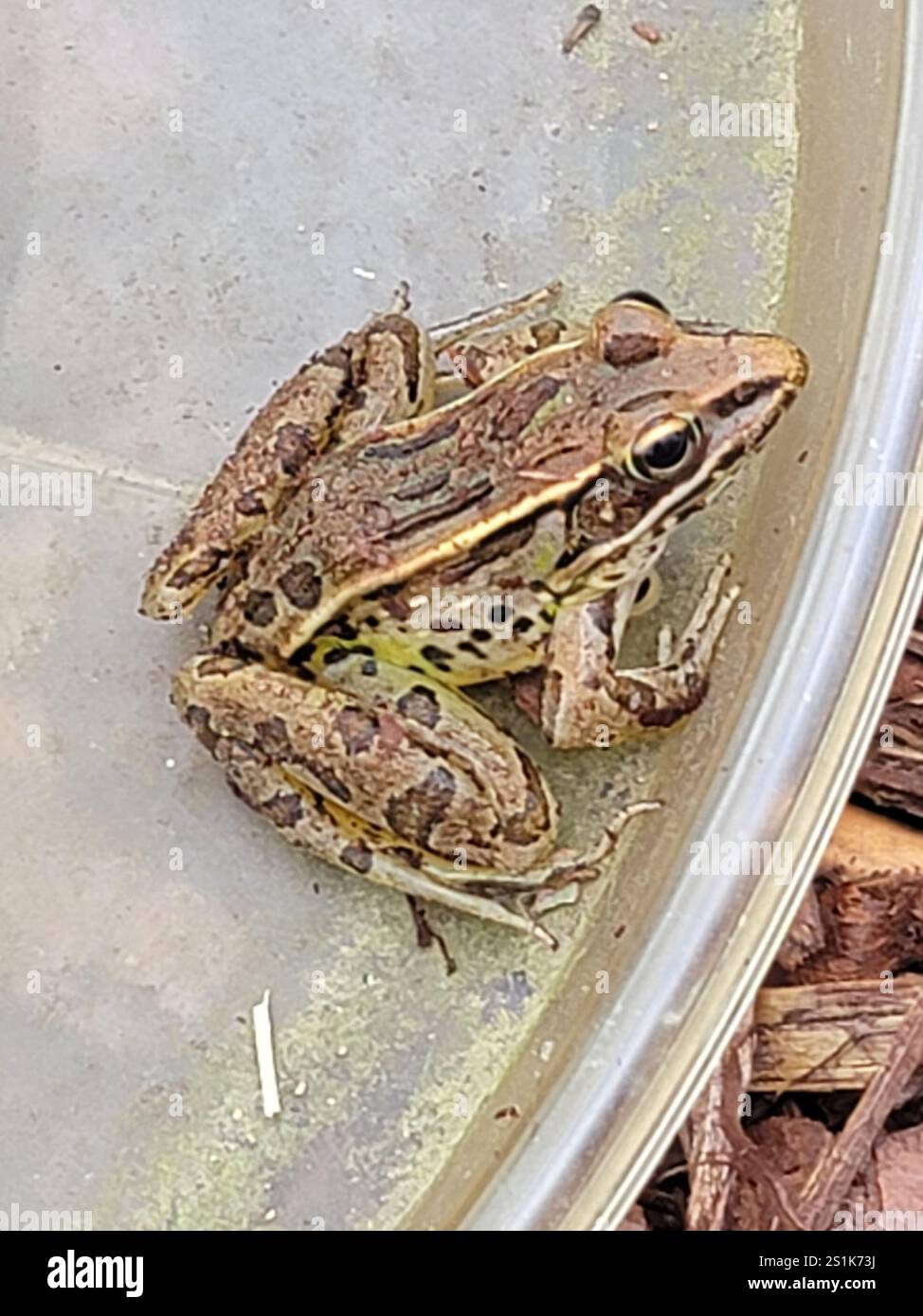 Southern Leopard Frog (Lithobates sphenocephalus Stock Photo - Alamy