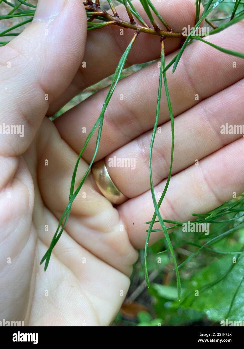 spruce pine (Pinus glabra Stock Photo - Alamy