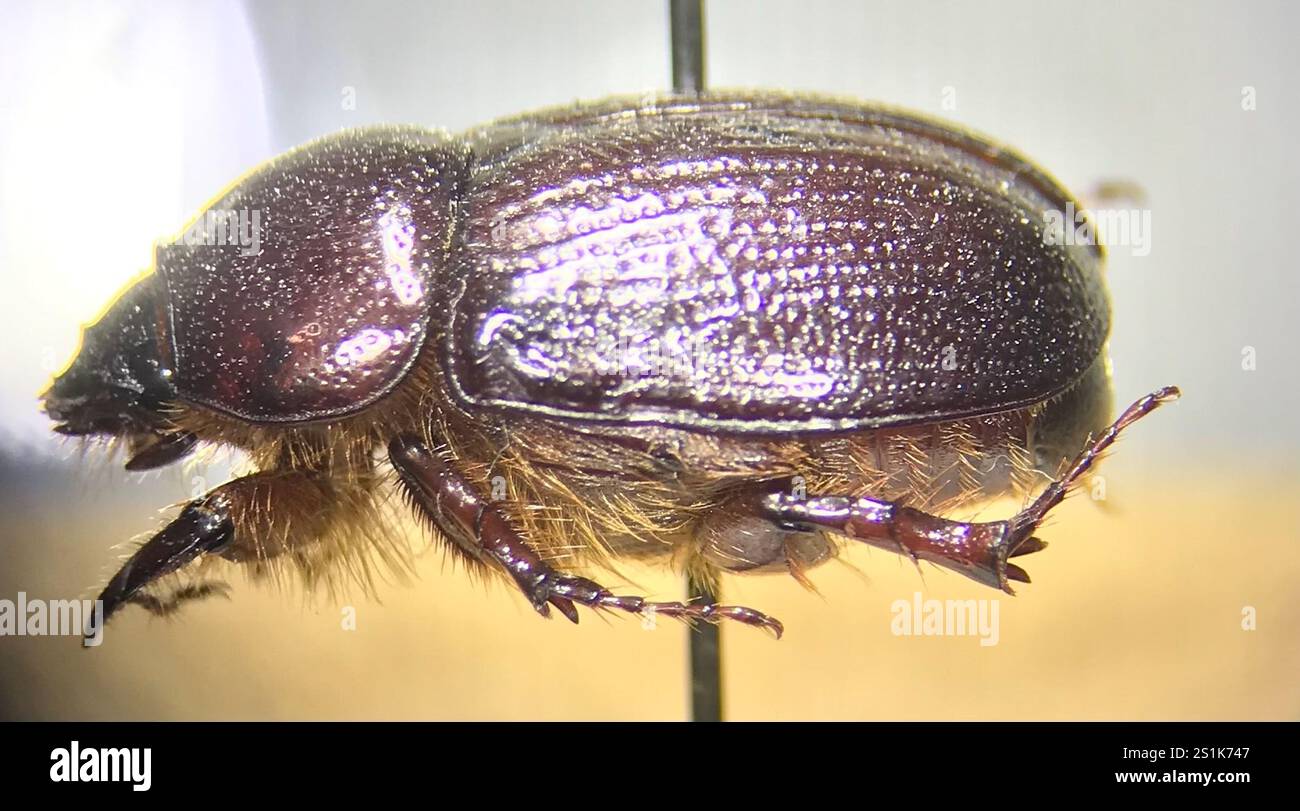 Carrot Beetle (Ligyrus gibbosus Stock Photo - Alamy