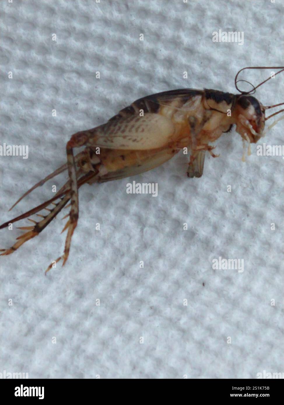 Small Ground Crickets (Neonemobius Stock Photo - Alamy