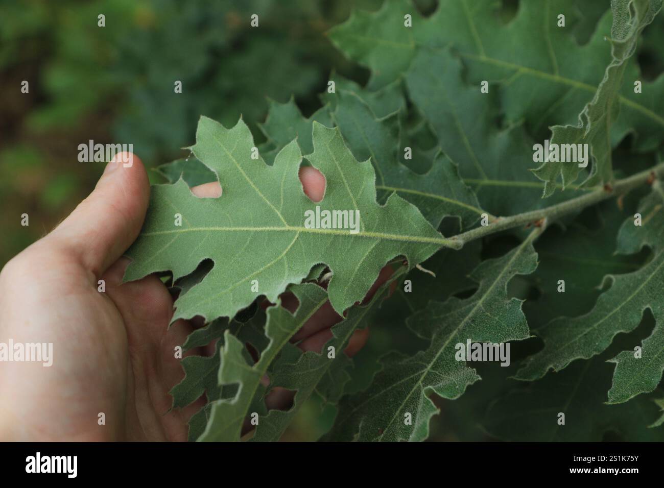 California black oak (Quercus kelloggii Stock Photo - Alamy