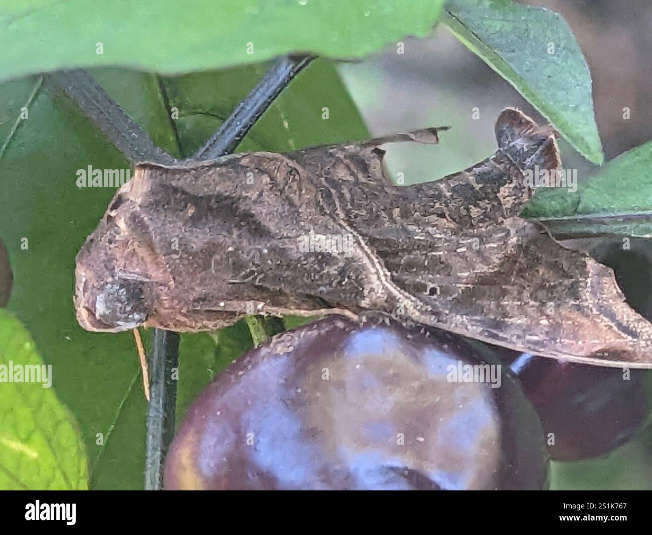 Mournful Sphinx (Enyo lugubris Stock Photo - Alamy
