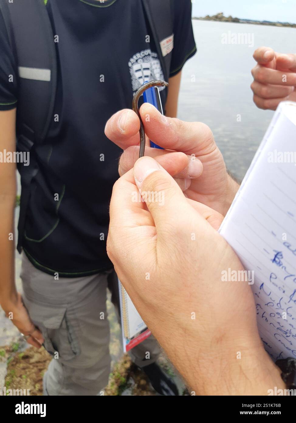 Worm Pipefish (Nerophis lumbriciformis Stock Photo - Alamy