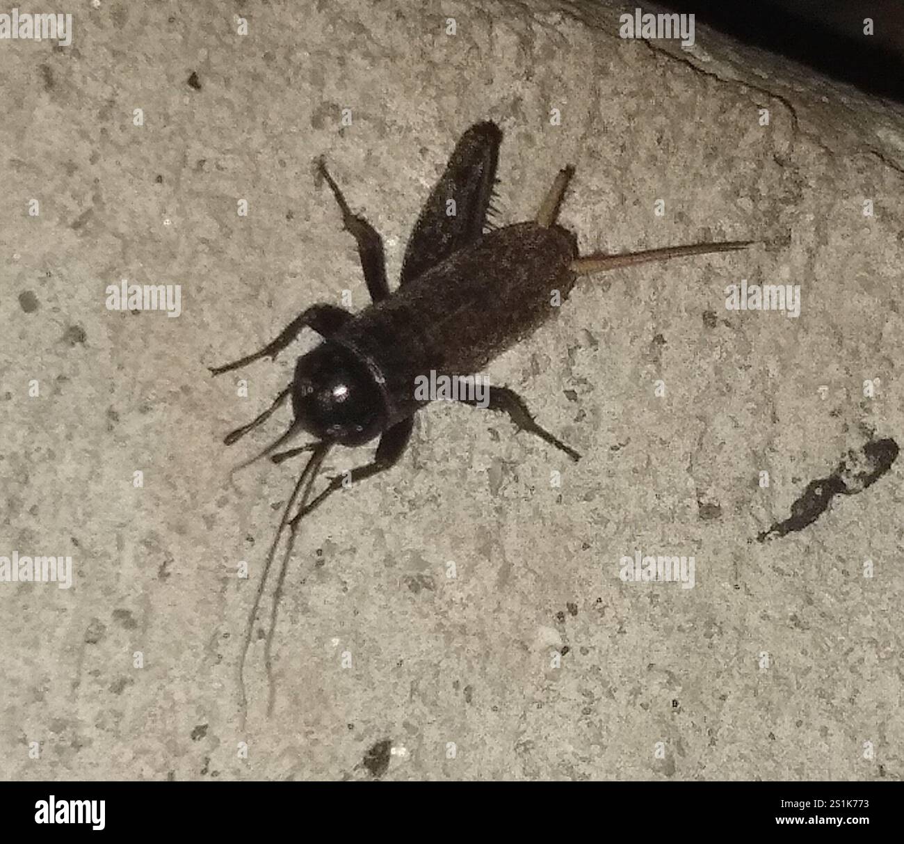 Spring Field Cricket (Gryllus veletis Stock Photo - Alamy