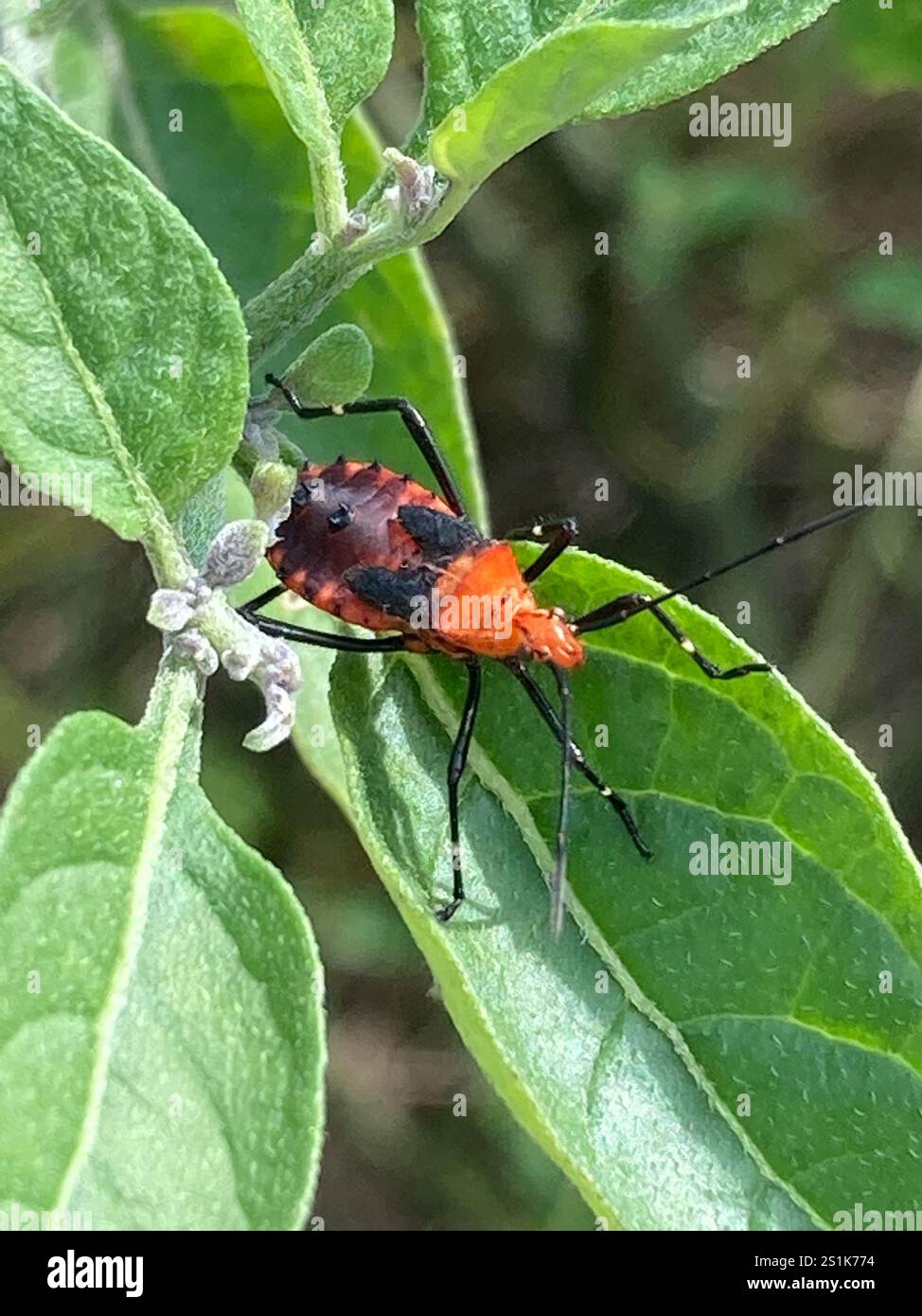 True Bugs, Hoppers, Aphids, and allies (Hemiptera Stock Photo - Alamy