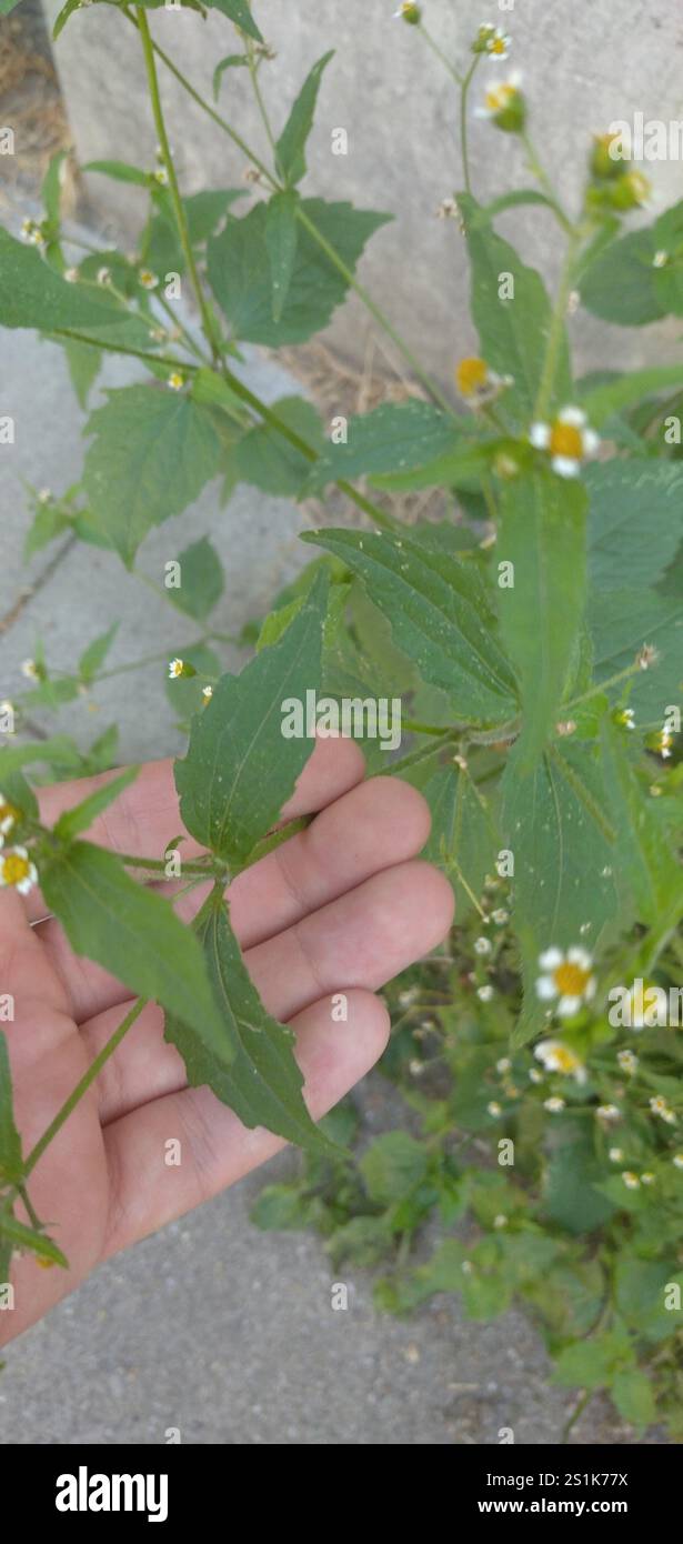 Gallant Soldier (Galinsoga parviflora Stock Photo - Alamy