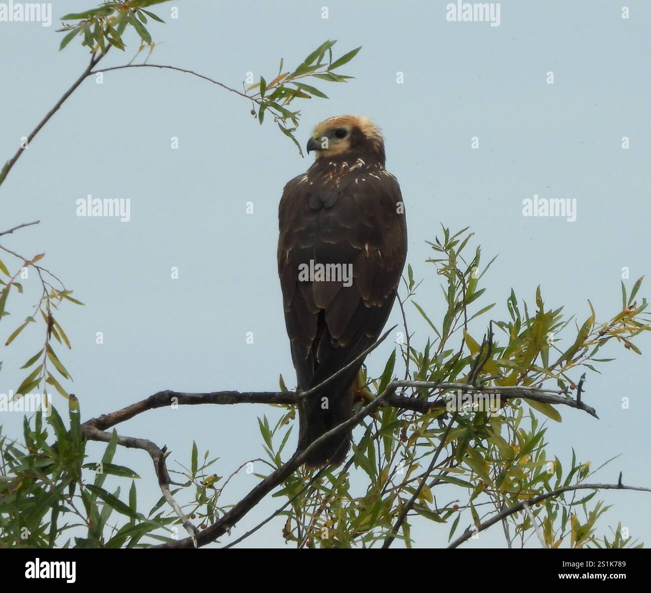 Eastern Marsh Harrier (Circus spilonotus Stock Photo - Alamy