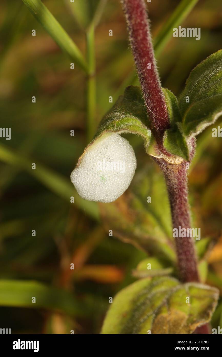 Meadow Spittlebug (Philaenus spumarius Stock Photo - Alamy