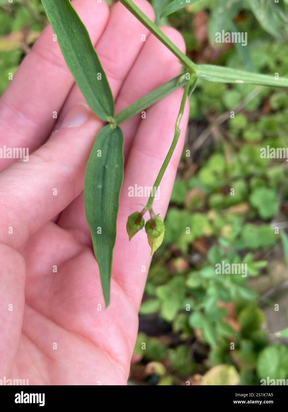 Narrow-leaved Everlasting-pea (Lathyrus sylvestris Stock Photo - Alamy