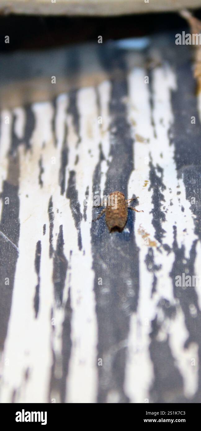 True Hoppers (Auchenorrhyncha Stock Photo - Alamy