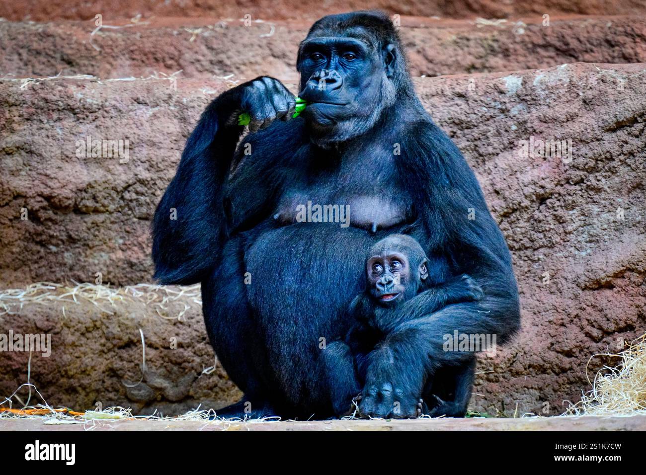 Prague, Czech Republic. 04th Jan, 2025. Celebration of first birthday of female lowland gorilla ...