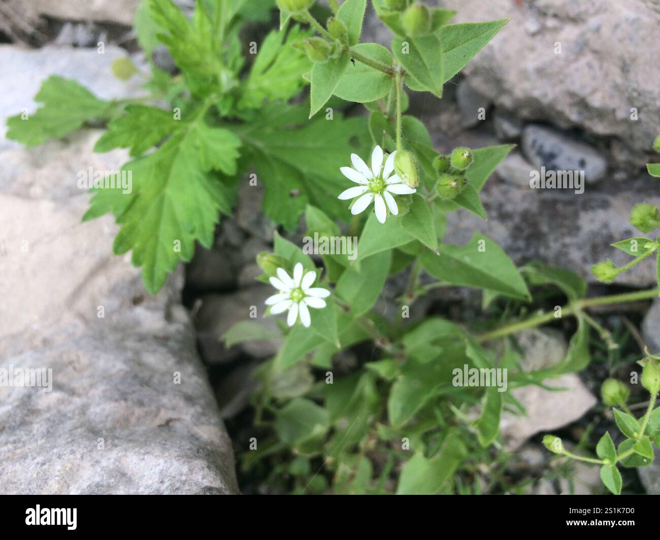 Water Chickweed (Stellaria aquatica Stock Photo - Alamy