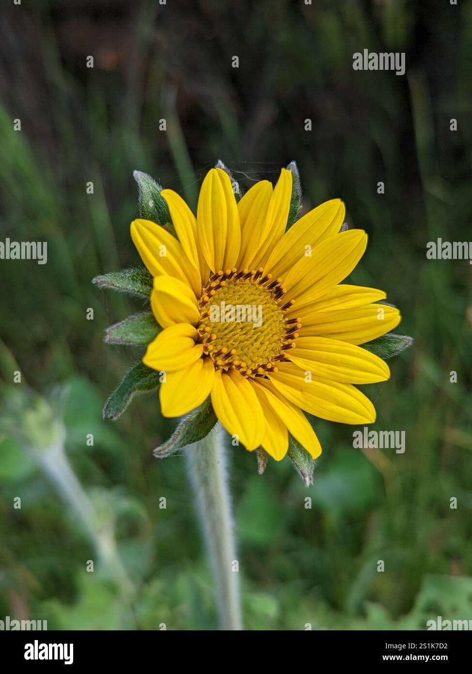 tree marigold (Tithonia tubaeformis Stock Photo - Alamy