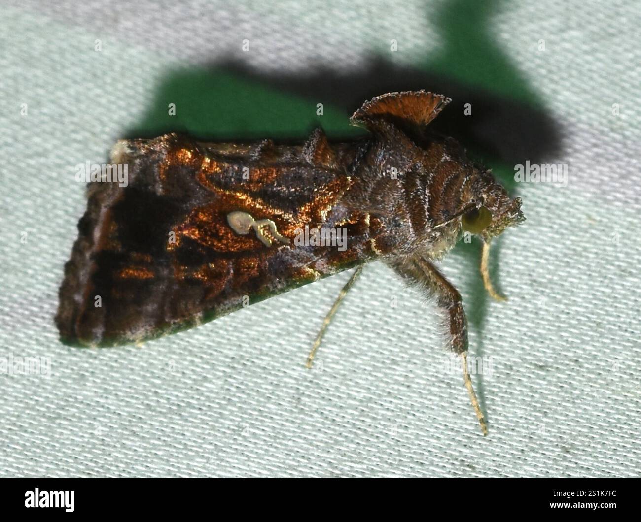 Soybean Looper Moth (Chrysodeixis includens Stock Photo - Alamy