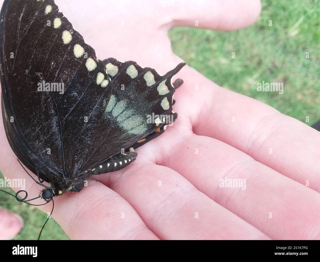 Spicebush Swallowtail (Papilio troilus Stock Photo - Alamy