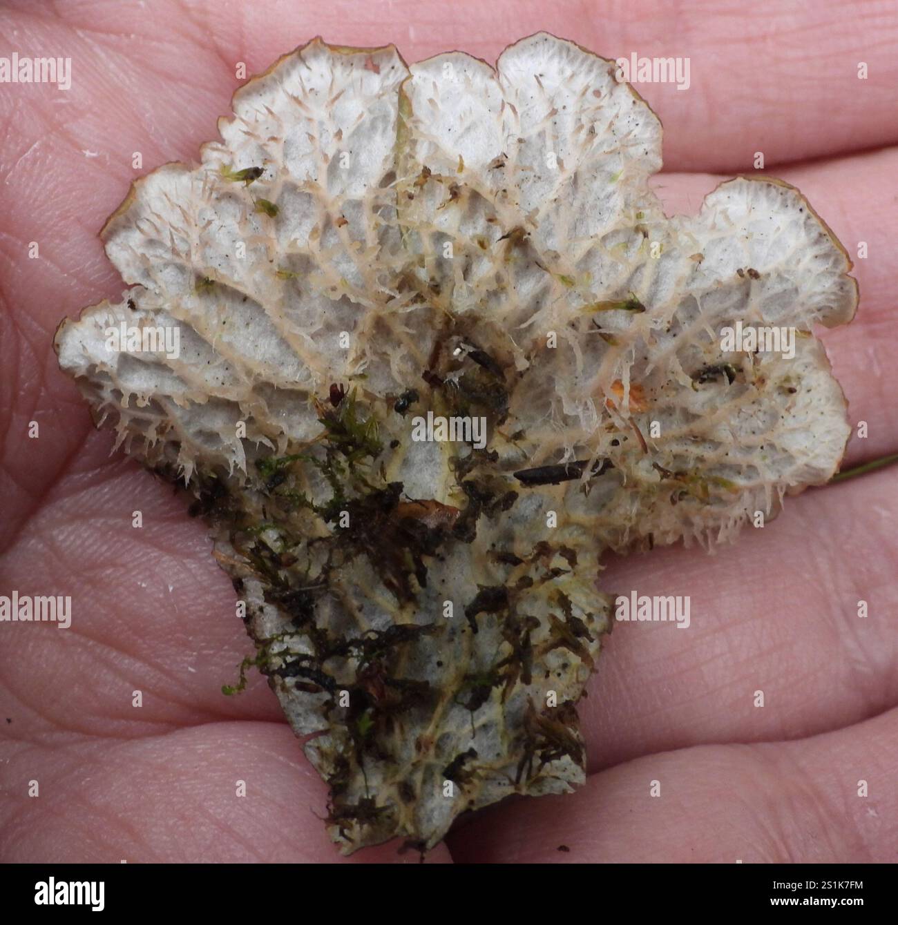 membranous pelt lichen (Peltigera membranacea Stock Photo - Alamy