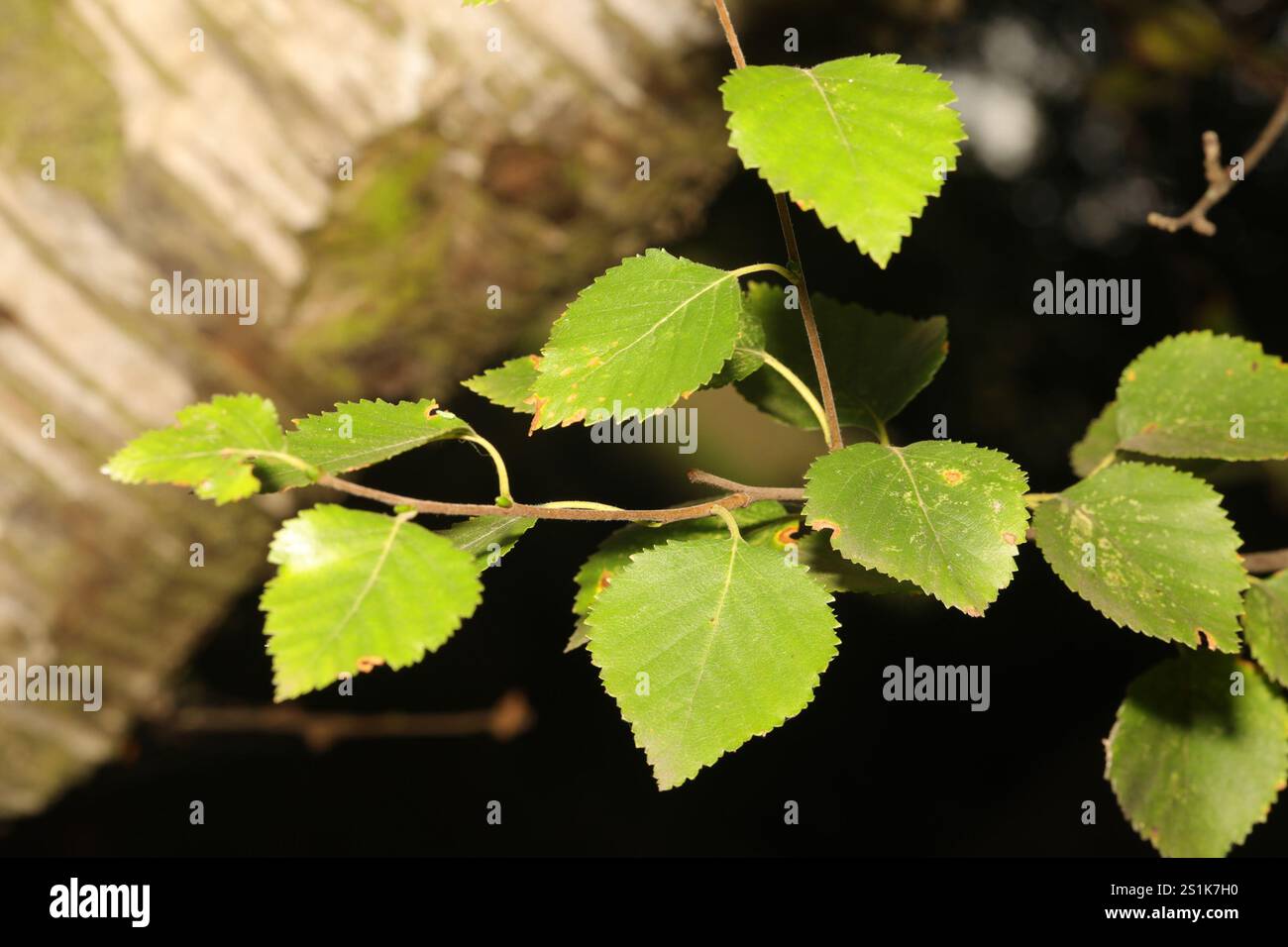 Downy Birch (Betula pubescens Stock Photo - Alamy