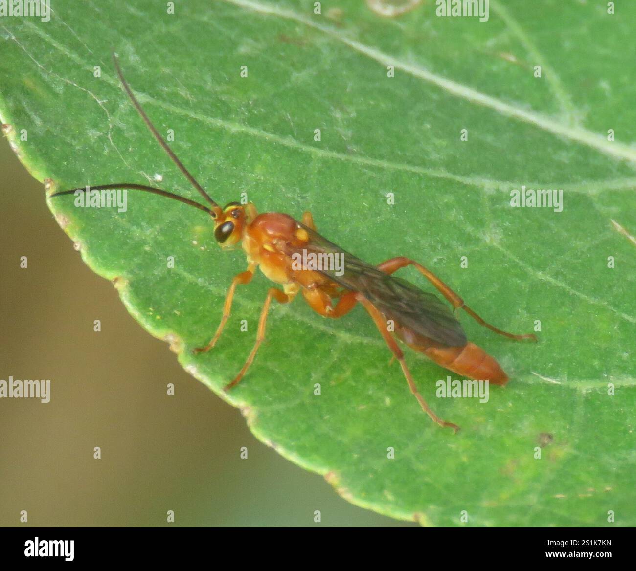Ichneumonid and Braconid Wasps (Ichneumonoidea Stock Photo - Alamy