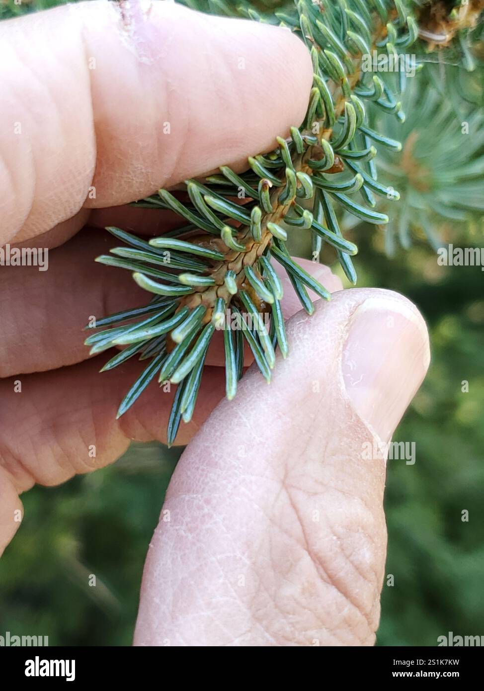 white spruce (Picea glauca Stock Photo - Alamy