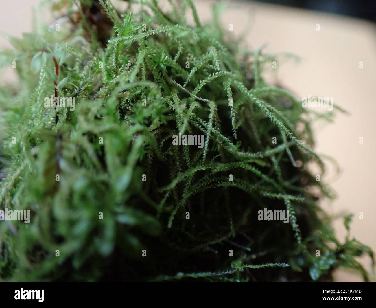 Siberian Myurella Moss (Myurella sibirica Stock Photo - Alamy