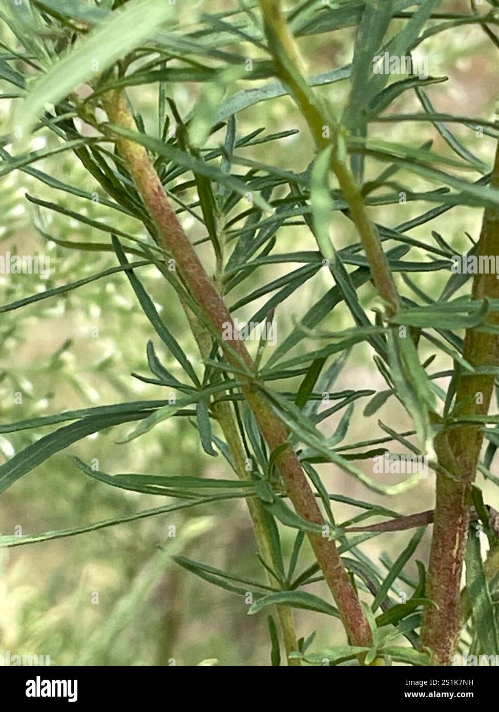 Coastal Dog Fennel (Eupatorium compositifolium Stock Photo - Alamy