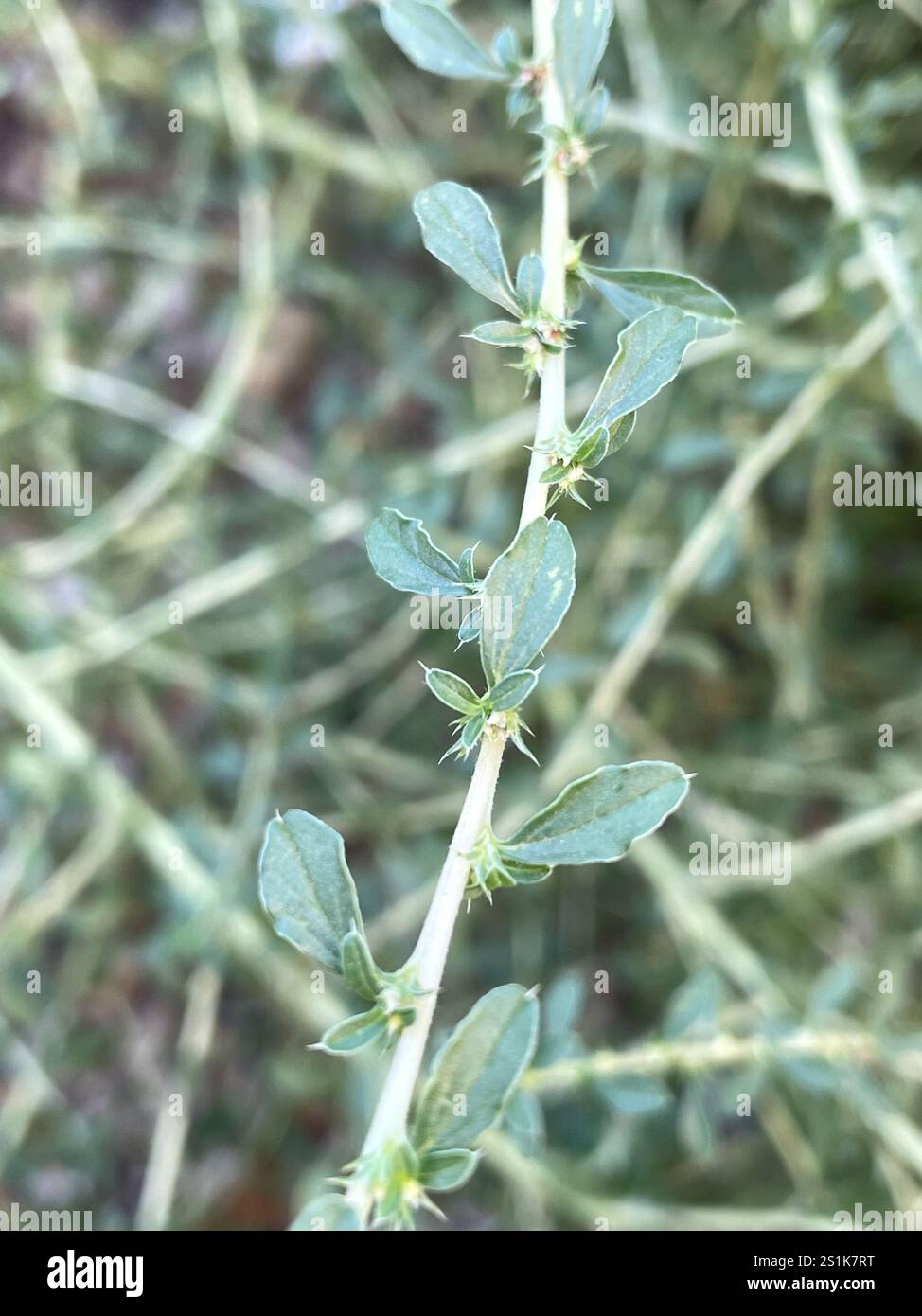 prostrate pigweed (Amaranthus albus Stock Photo - Alamy