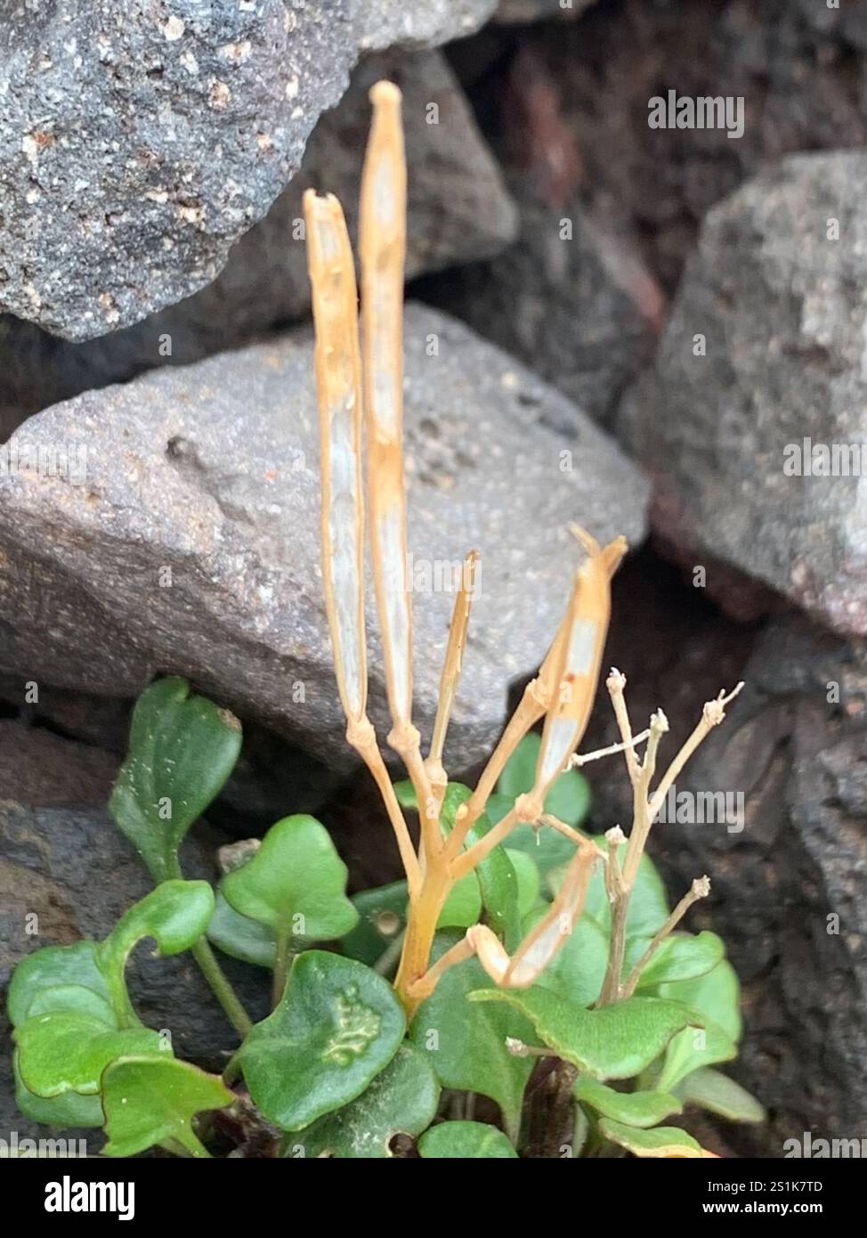 alpine bittercress (Cardamine bellidifolia Stock Photo - Alamy