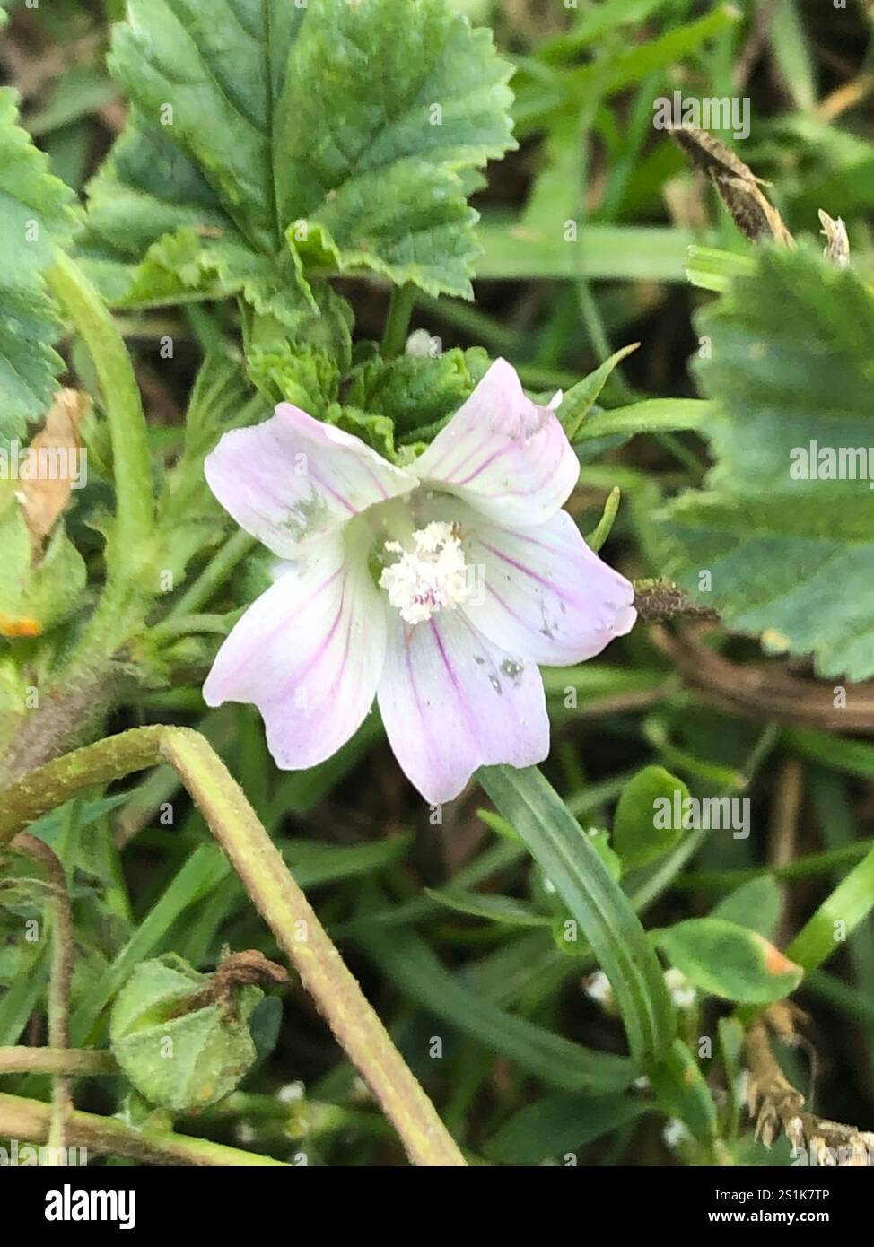 dwarf mallow (Malva neglecta Stock Photo - Alamy
