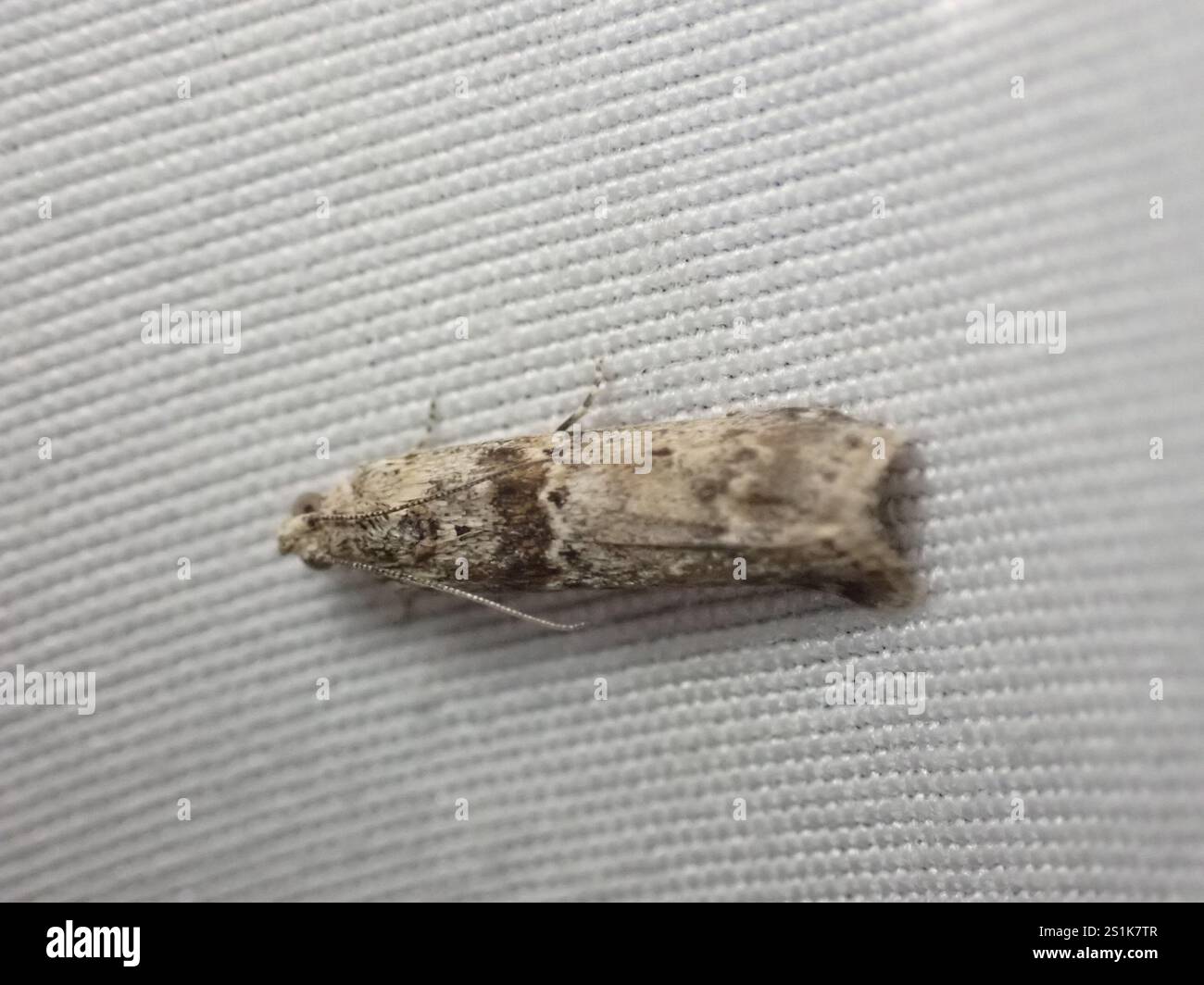 Sugarbeet Crown Borer Moth (Ancylosis undulatella Stock Photo - Alamy