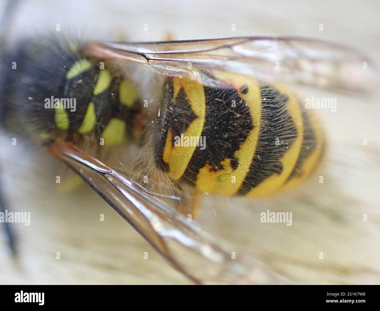 Common European Yellowjacket (Vespula vulgaris Stock Photo - Alamy