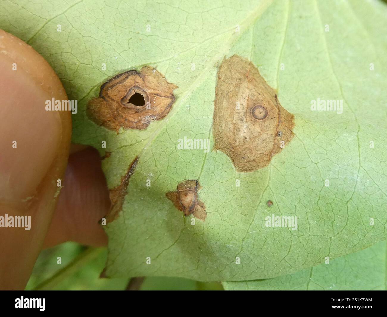 Lilac Leafminer Moth (Gracillaria syringella Stock Photo - Alamy