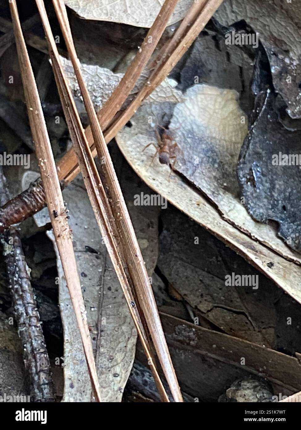 Northern Fungus-farming Ant (Trachymyrmex septentrionalis Stock Photo ...