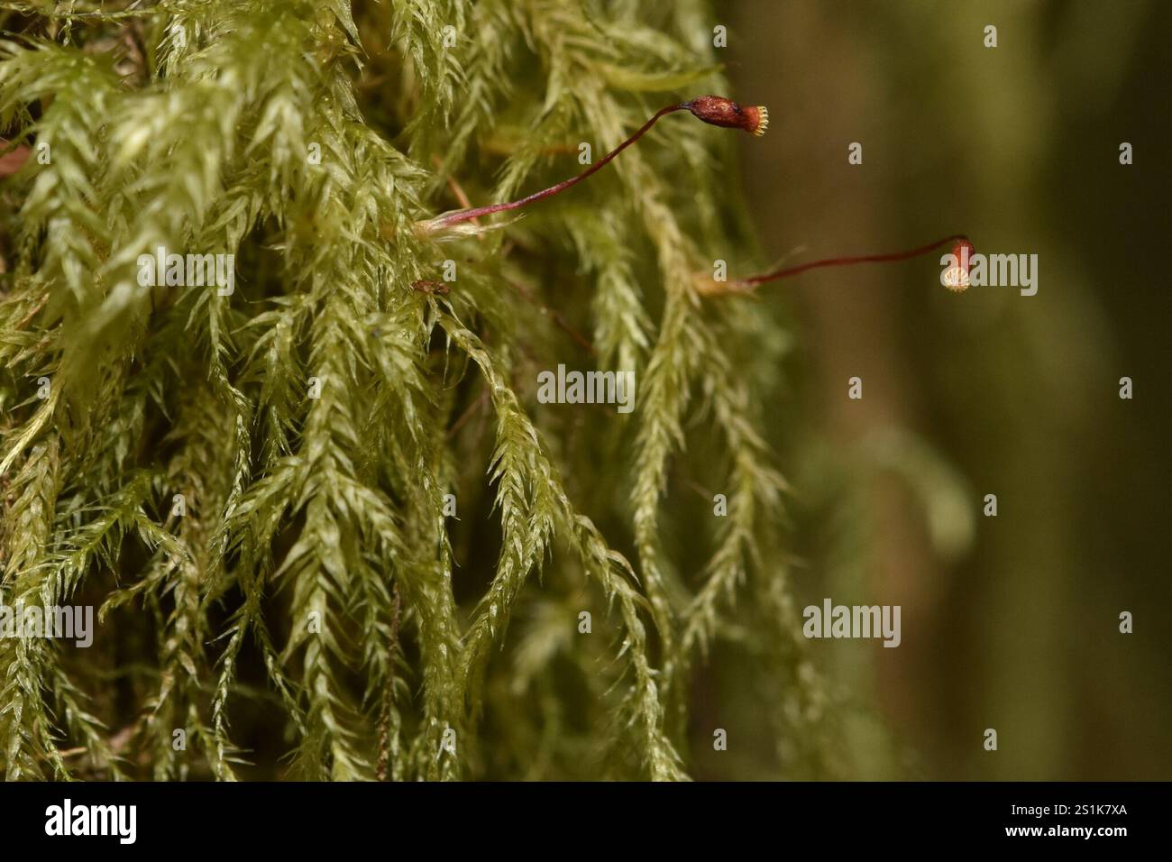 Cat's Tail Moss (Pseudisothecium stoloniferum Stock Photo - Alamy