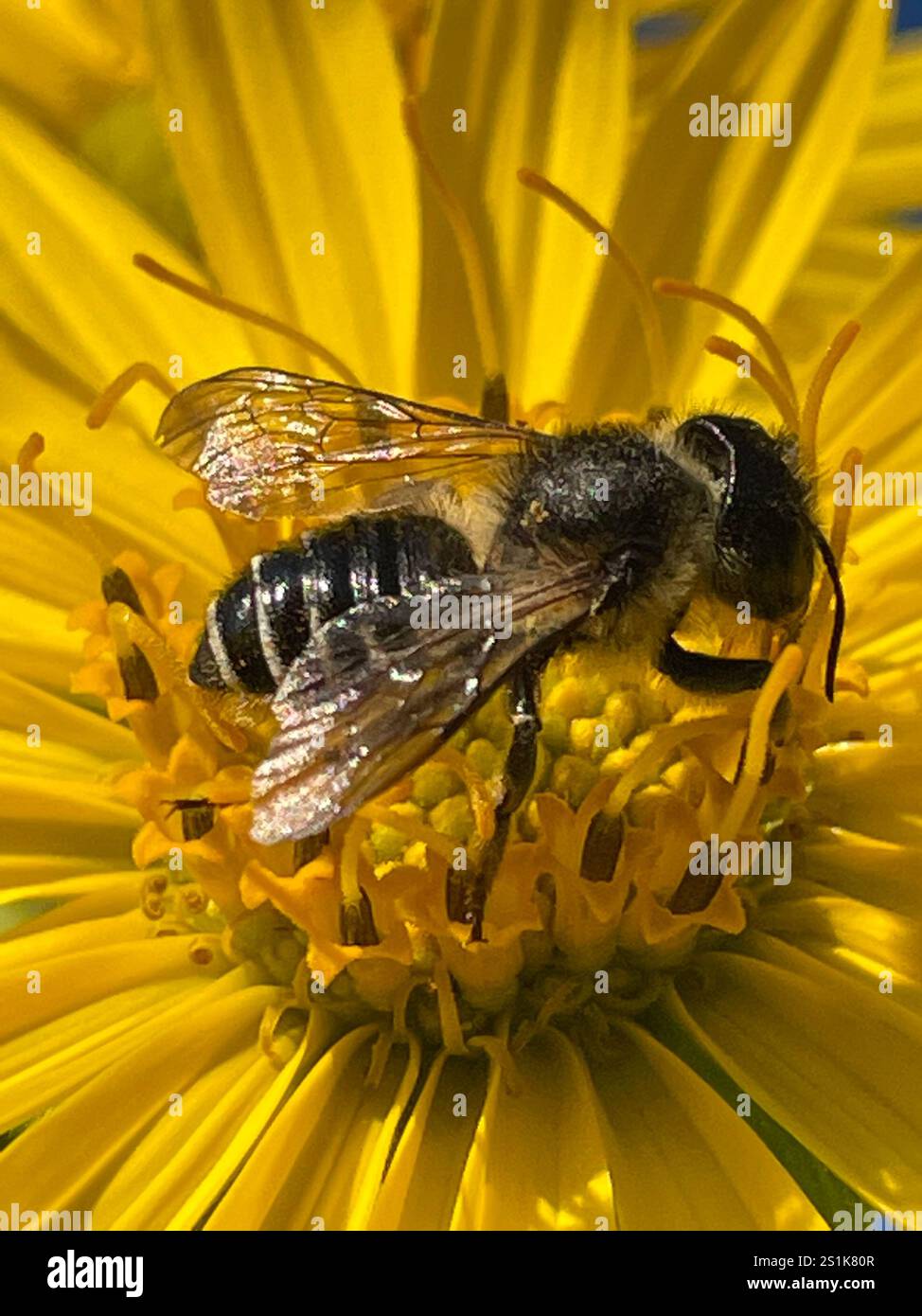 Unarmed Leafcutter Bee (Megachile inermis Stock Photo - Alamy