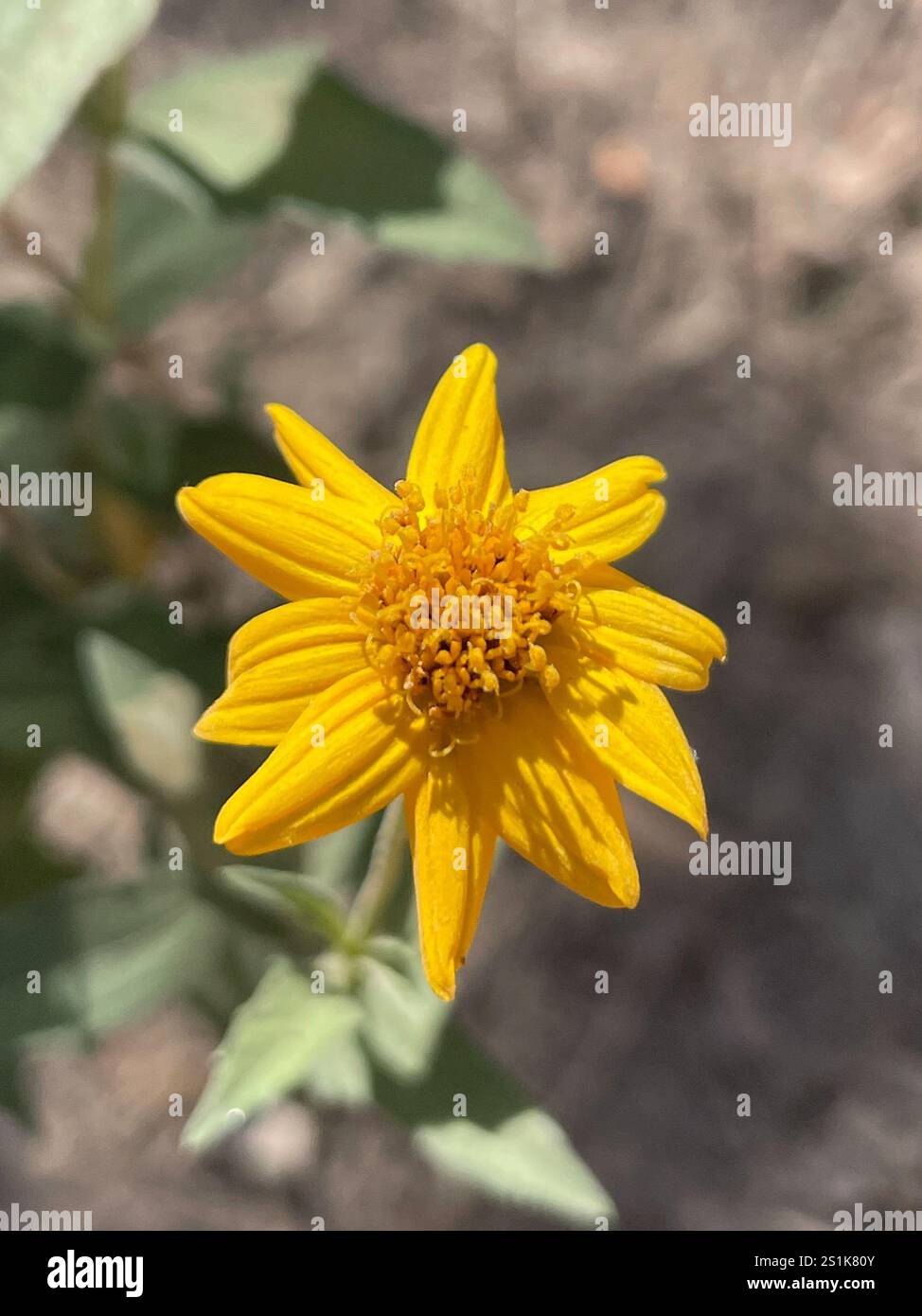 Texas creeping-oxeye (Wedelia hispida Stock Photo - Alamy