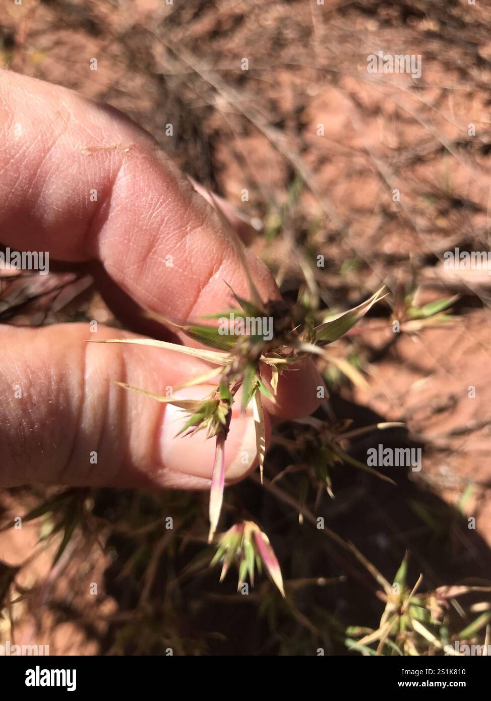 False Buffalograss (Munroa squarrosa Stock Photo - Alamy