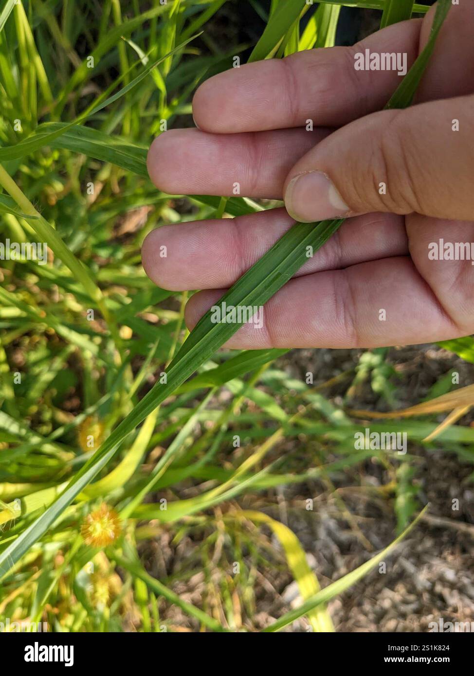 yellow foxtail (Setaria pumila Stock Photo - Alamy
