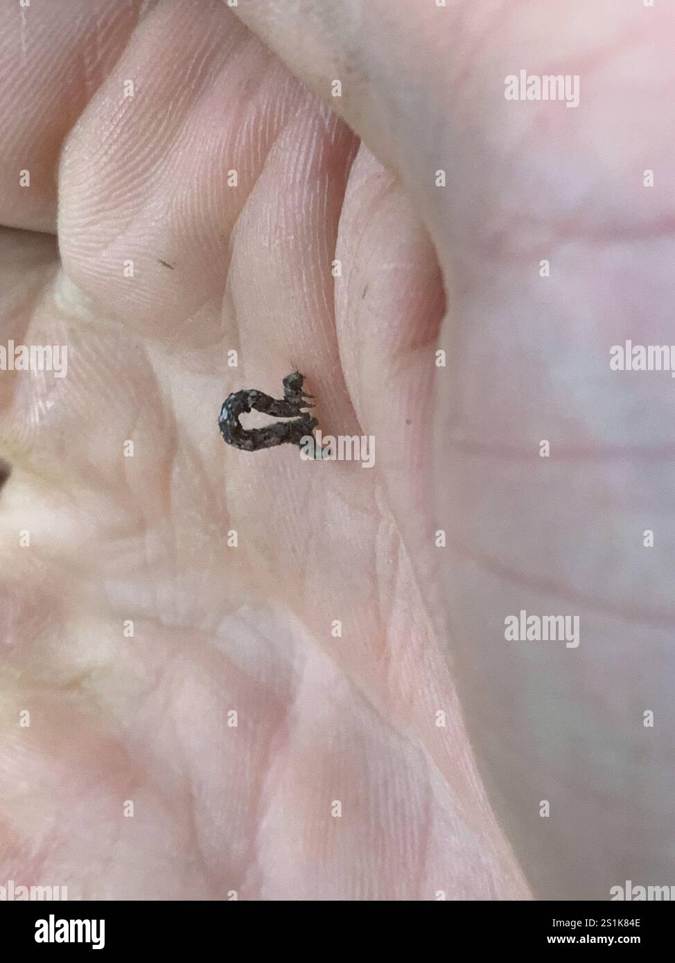 Chain-dotted Geometer (Cingilia catenaria Stock Photo - Alamy