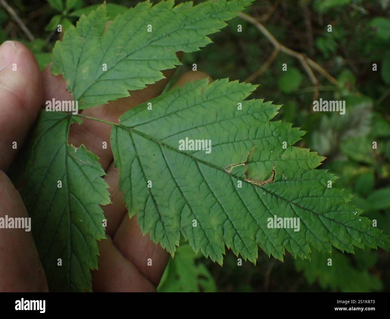 Salmonberry (Rubus spectabilis Stock Photo - Alamy