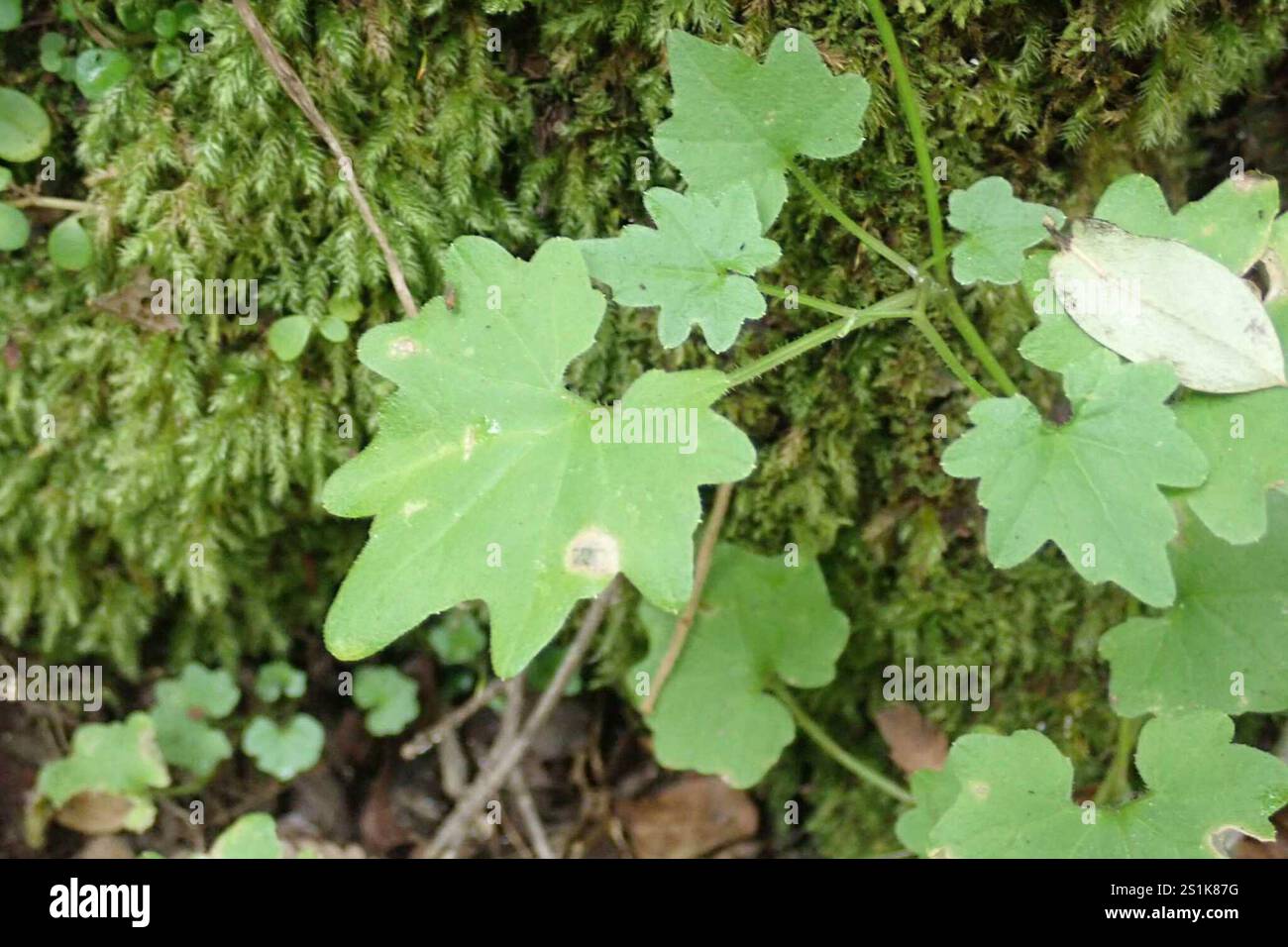 Wing White Lobelia (Lobelia pteropoda Stock Photo - Alamy
