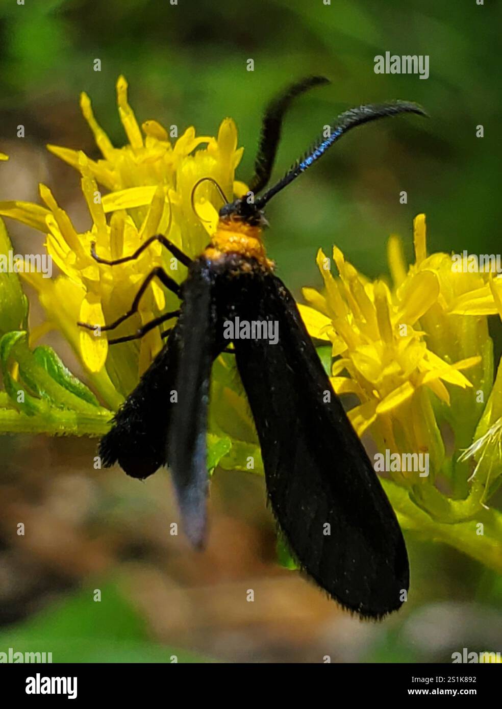 Grapeleaf Skeletonizer Moth (Harrisina americana Stock Photo - Alamy