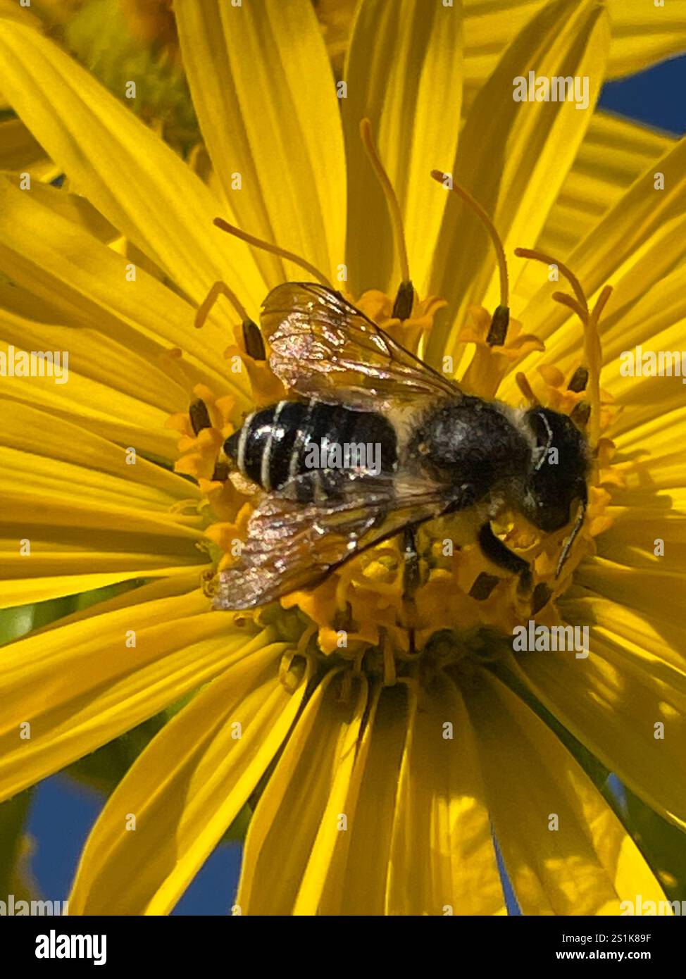 Unarmed Leafcutter Bee (Megachile inermis Stock Photo - Alamy