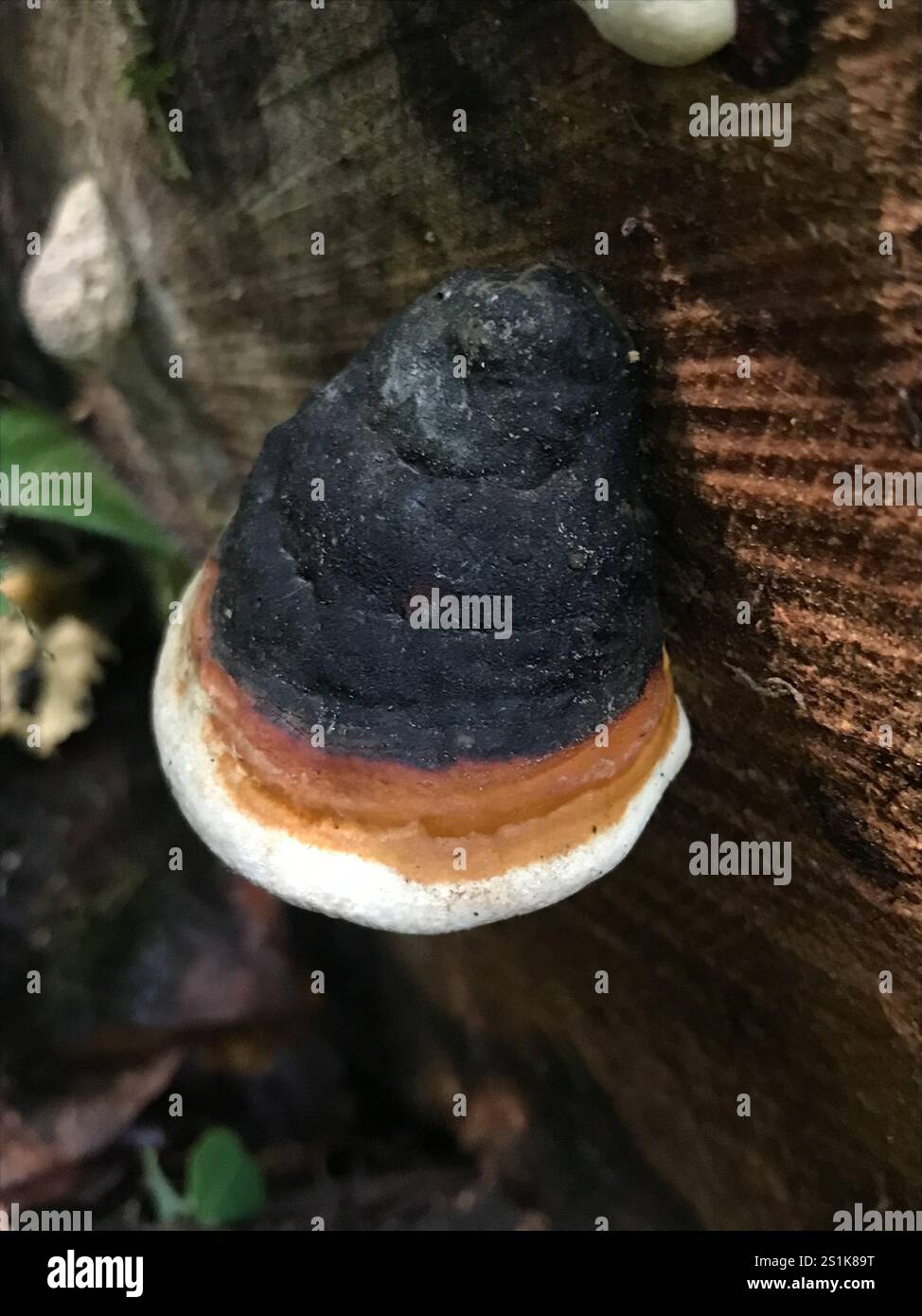 Red-banded Polypore (Fomitopsis pinicola Stock Photo - Alamy