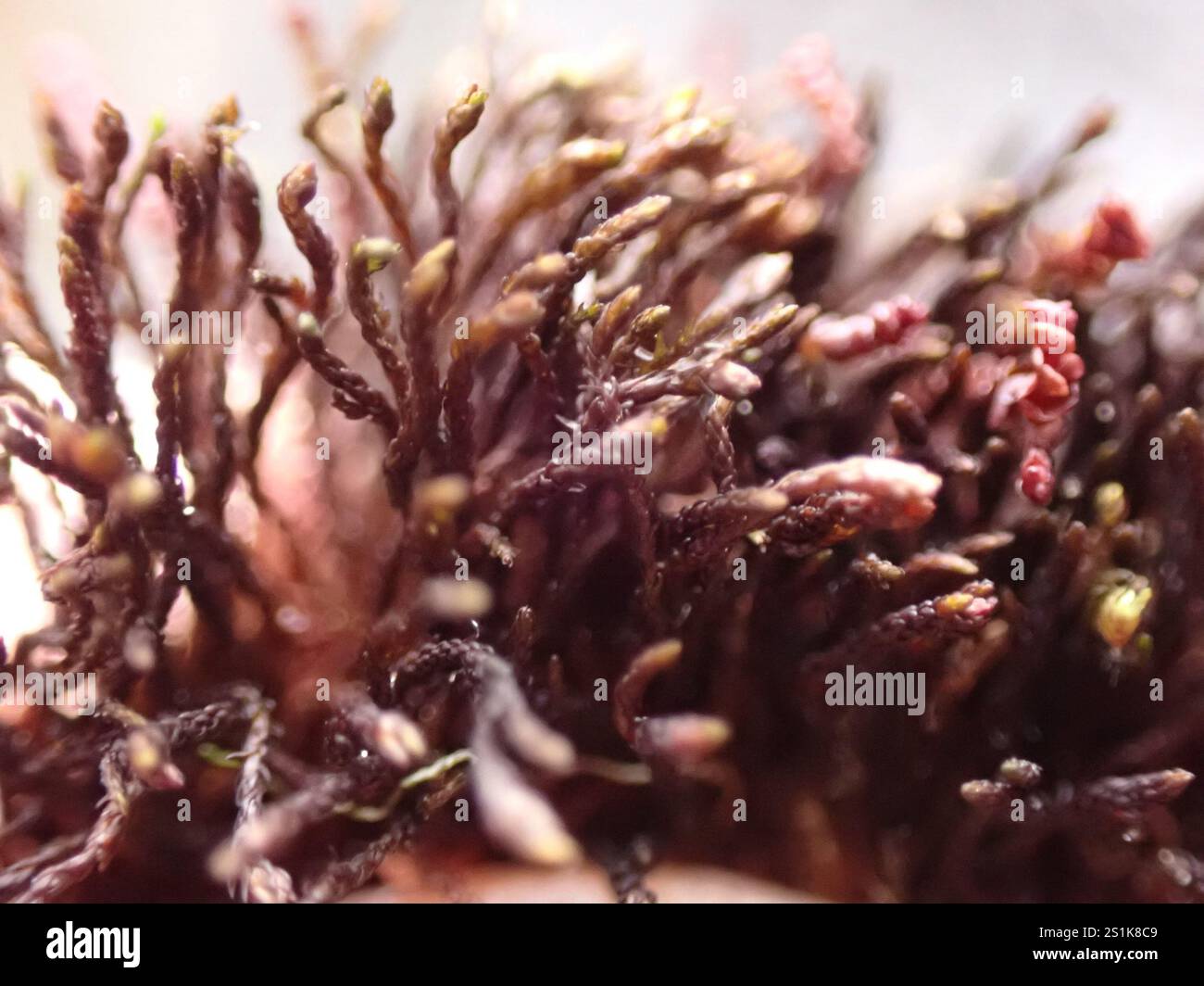 Black Rock Moss (Andreaea rupestris Stock Photo - Alamy