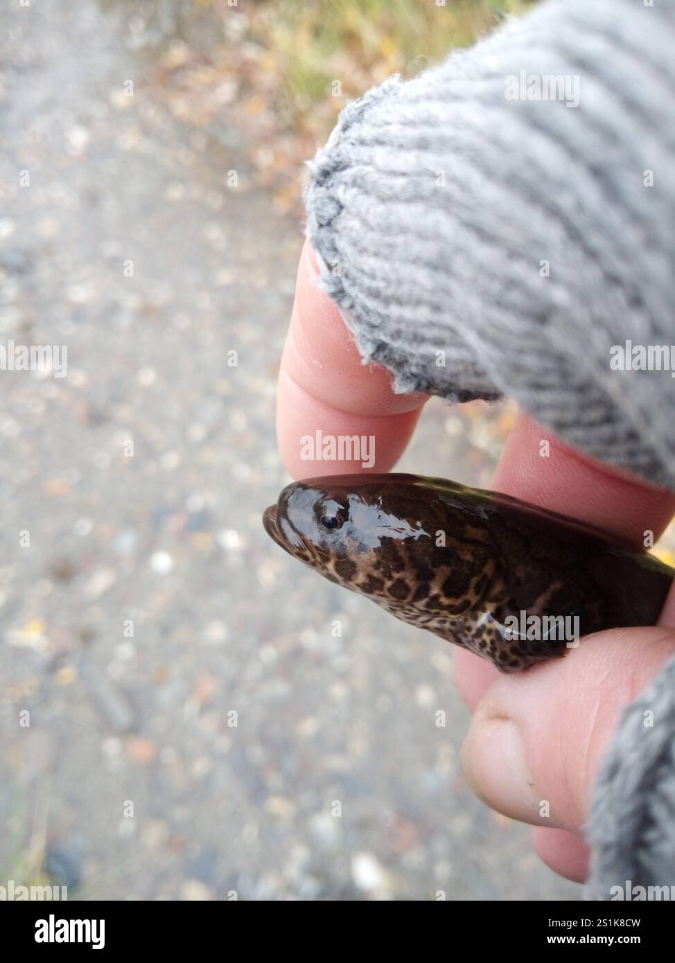 Alaska Blackfish (Dallia pectoralis Stock Photo - Alamy